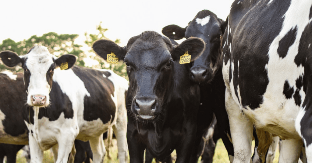 A Guide to Cattle Farming in South Africa | SME South Africa