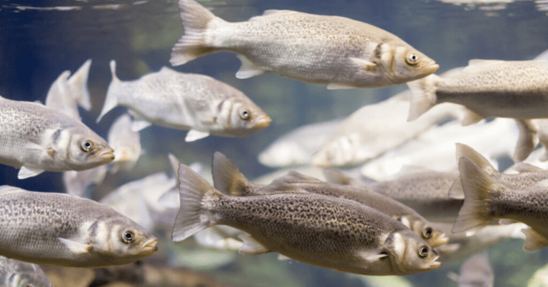 A Guide to Fish Farming in South Africa | SME South Africa