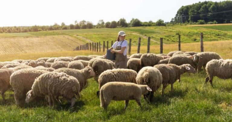 Sheep Farming in South Africa: How to Get Started | SME South Africa