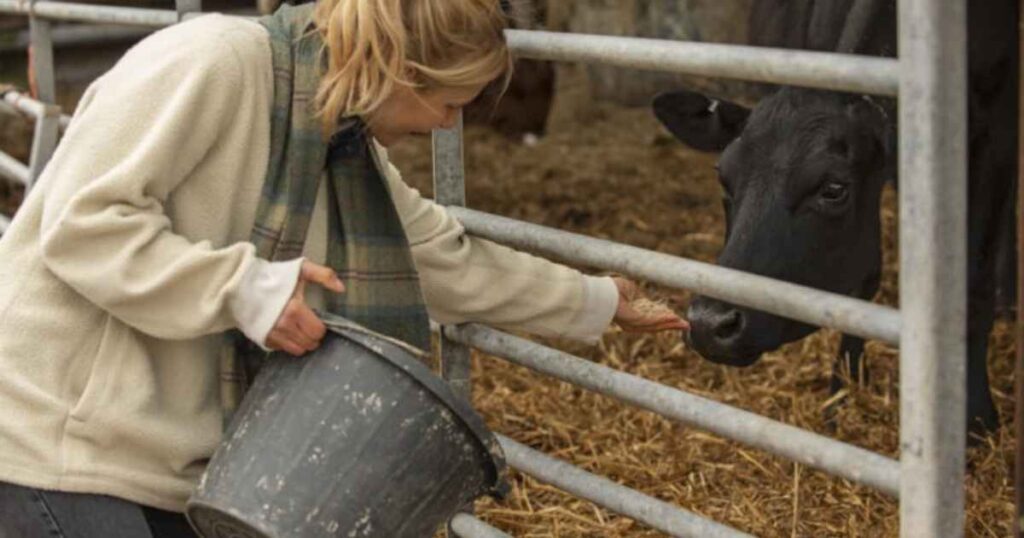 How to Start a Livestock Feed Manufacturing Business | SME South Africa