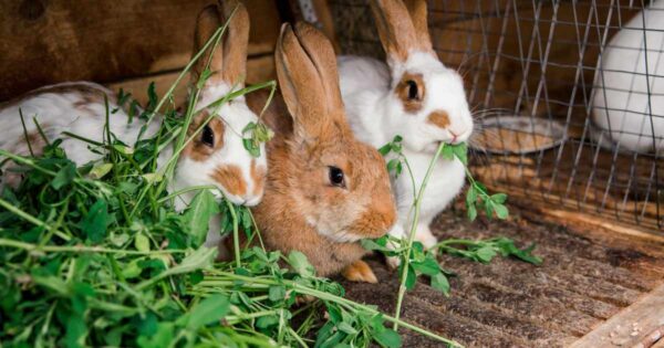Rabbit Farming in South Africa Dos and Don’ts | SME South Africa