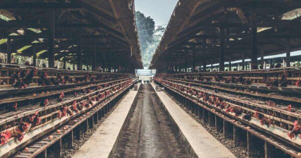 What Is Needed to Start a Poultry Farm Business | SME South Africa