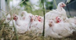 Challenges to Poultry Farming (and How to Mitigate Them) | SME South Africa