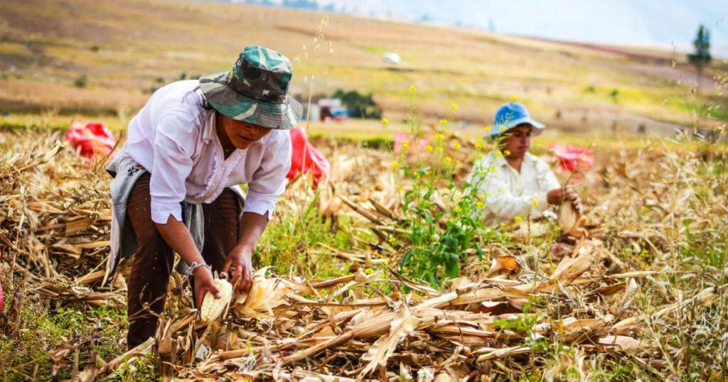 Starting in Agriculture? Ask These 7 Questions | SME South Africa